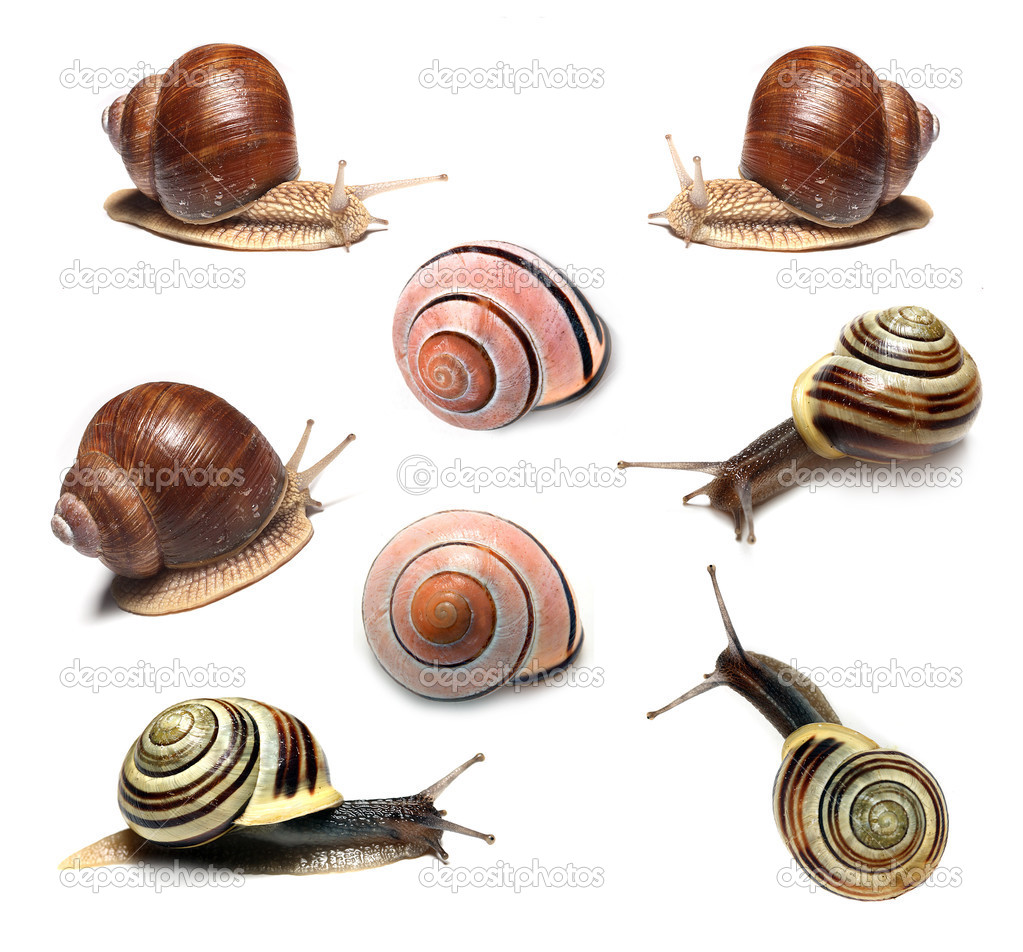 Snails collection on white background Stock Photo by ©vladvitek 12714690