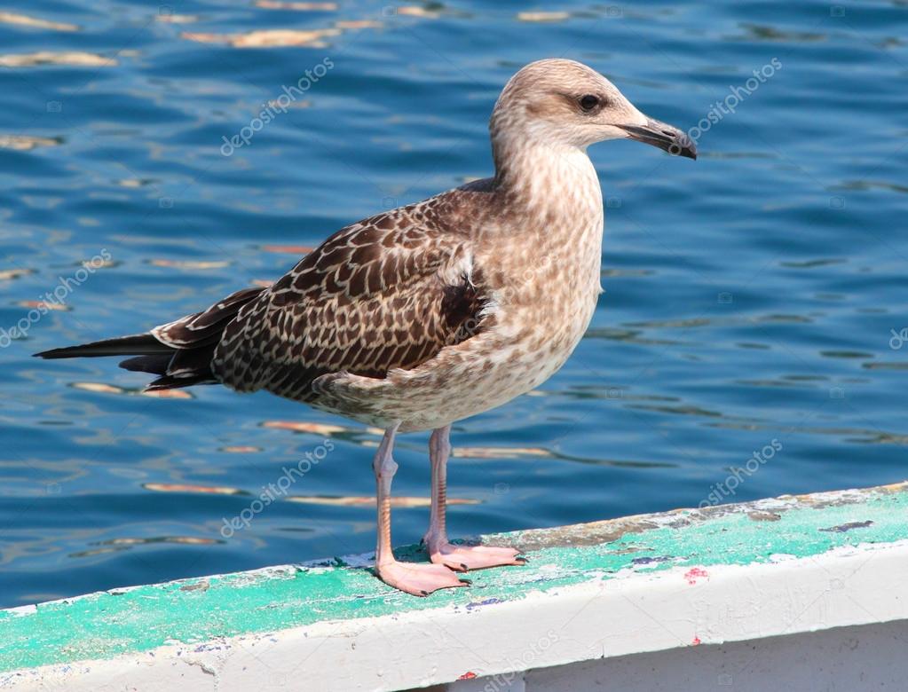 Young Seagull
