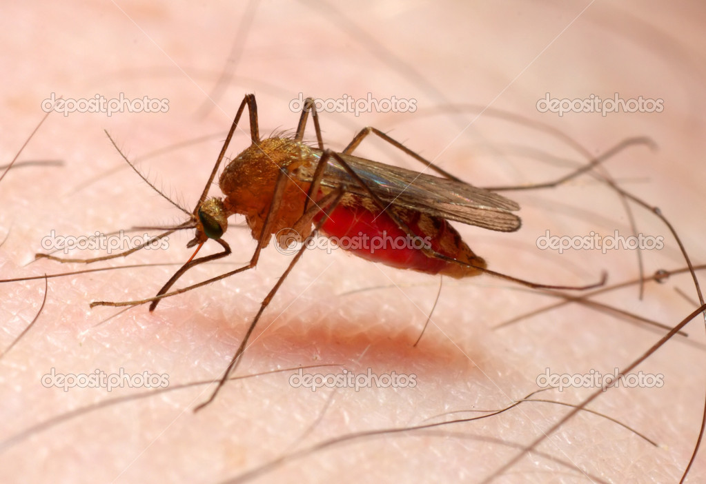 The Anopheles mosquito dangerous vehicle of infection. — Stock Photo ...
