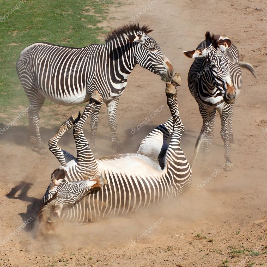 Picture of The Zebra rolling in the dust. Antiparasitic dust bath Stock ...