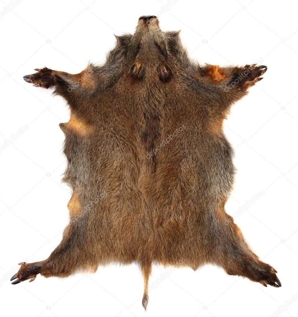 Wild boar skin Stock Photo by ©vladvitek 29555787