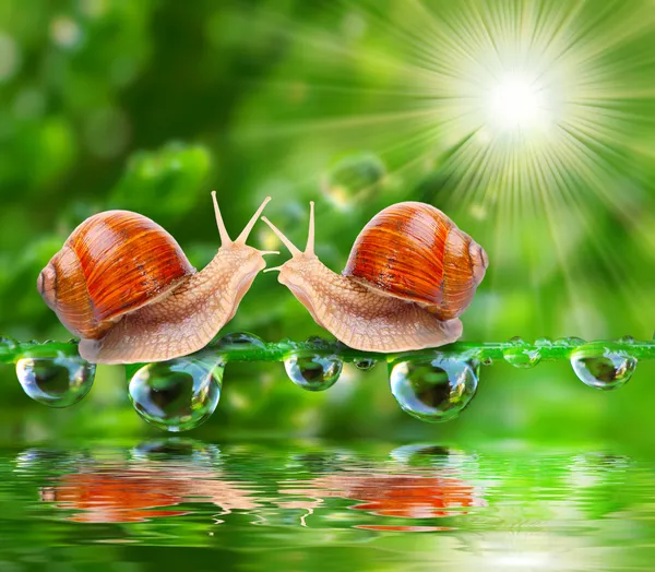 Love making snails couple on a dewy grass. Stock Photo by ©vladvitek ...