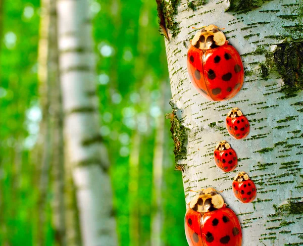 Ladybug family Stock Photos, Royalty Free Ladybug family Images ...