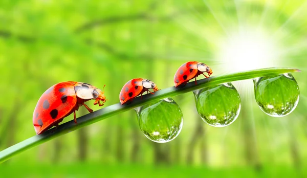 Little ladybugs with umbrella over pond — Stock Photo © vladvitek #66002943