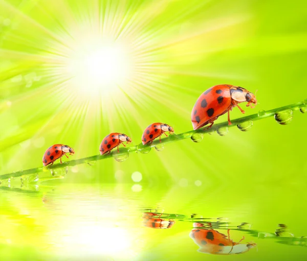 Three ladybugs running on a dewy grass. — Stock Photo © vladvitek #33788369