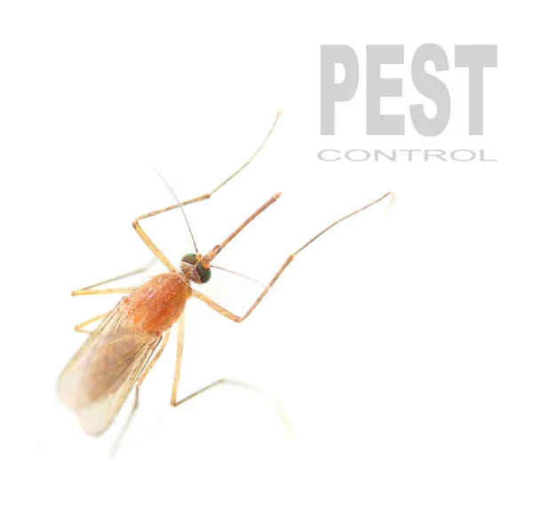 Proboscis Stockfoto's, Rechtenvrije Proboscis afbeeldingen | Depositphotos®