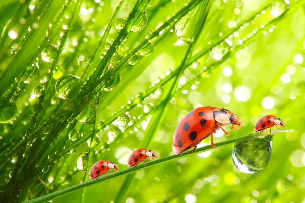 ᐈ Pictures ladybugs stock photos, Royalty Free ladybugs pics | download ...