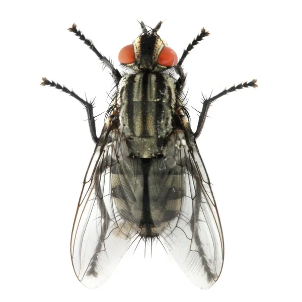 House fly Stock Photos, Royalty Free House fly Images | Depositphotos