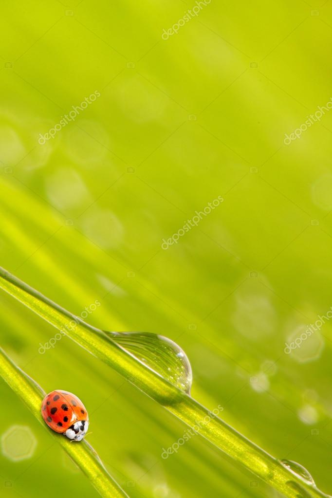 Ladybug running on a dewy grass. — Stock Photo © vladvitek #33577409