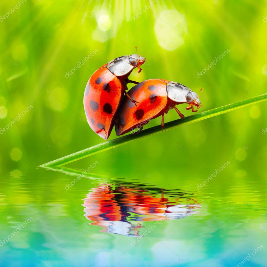 Love making ladybugs couple Stock Photo by ©vladvitek 33577427