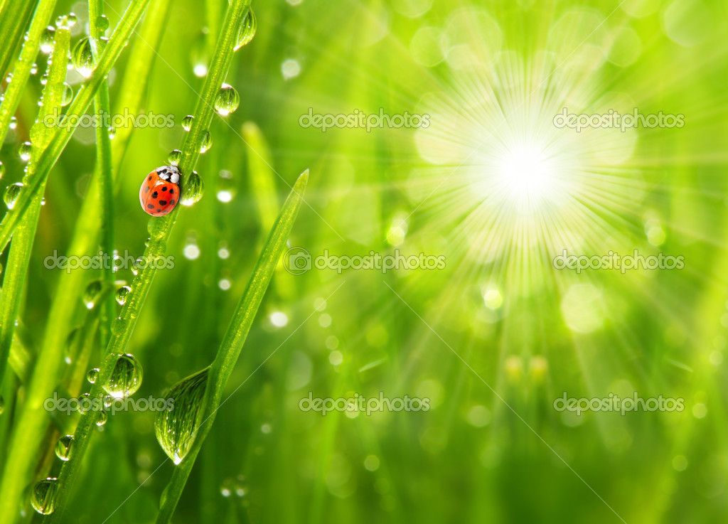 Ladybug running on a dewy grass. — Stock Photo © vladvitek #33577533