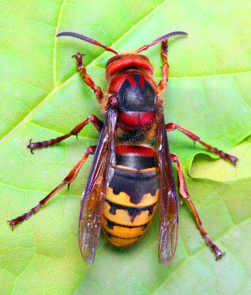 Primo piano di un calabrone europeo dal vivo — Foto Stock © vladvitek ...