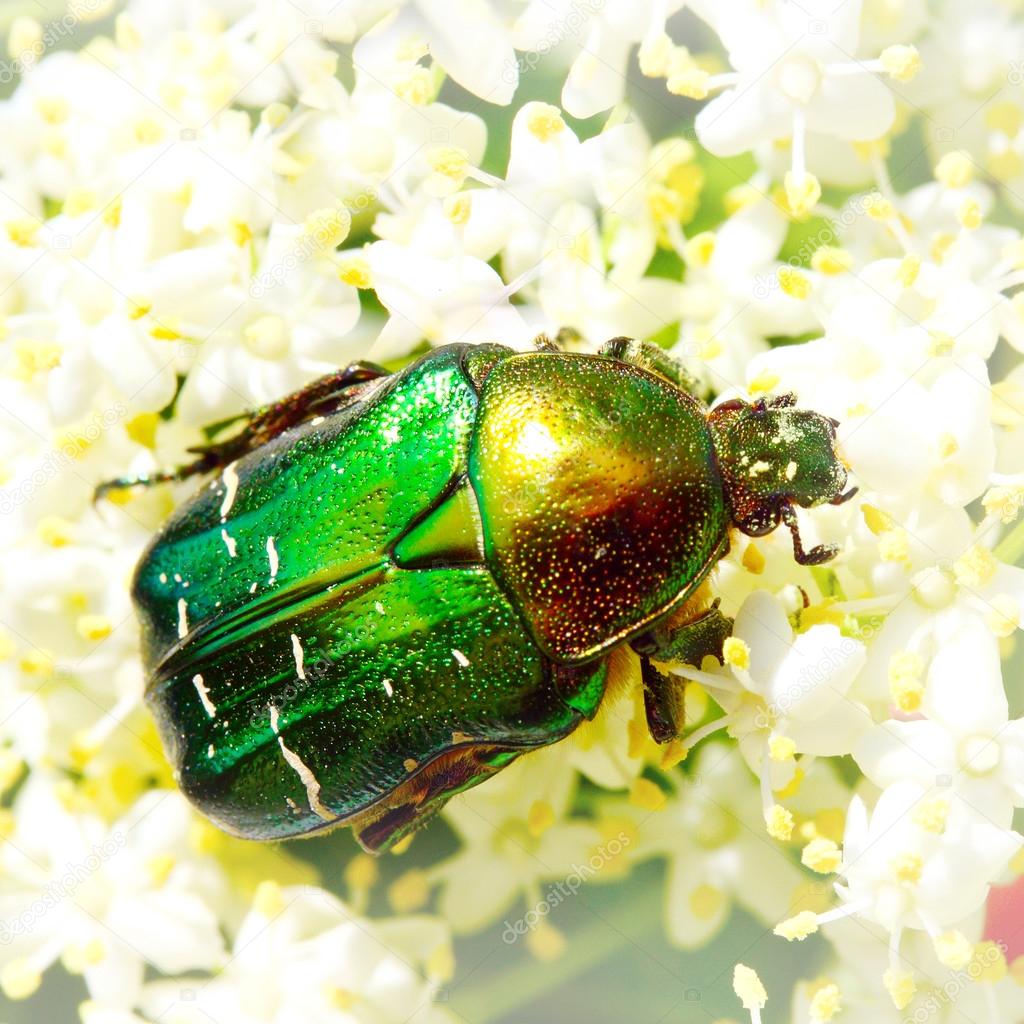 Rose chafer — Stock Photo © vladvitek #33579321