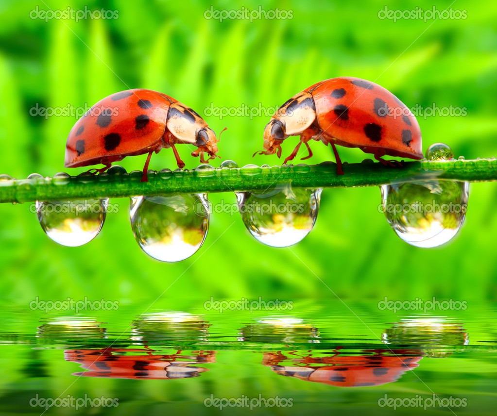 Ladybug drinking fresh morning dew — Stock Photo © vladvitek #33579663