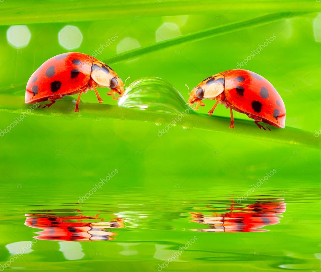 Ladybugs drinking fresh morning dew. — Stock Photo © vladvitek #33579791