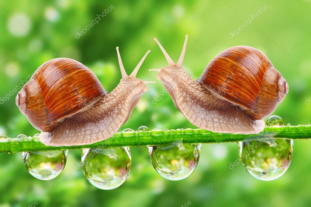 Love-making snails couple — Stock Photo © vladvitek #33580115