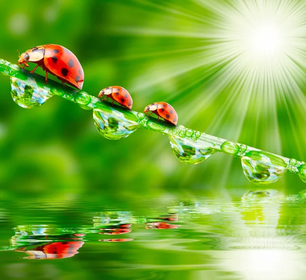 Three ladybugs running on a grass bridge. Close up with shallow DOF ...