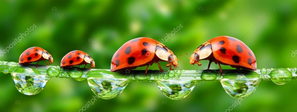 ᐈ Pictures ladybugs stock photos, Royalty Free ladybugs pics | download ...
