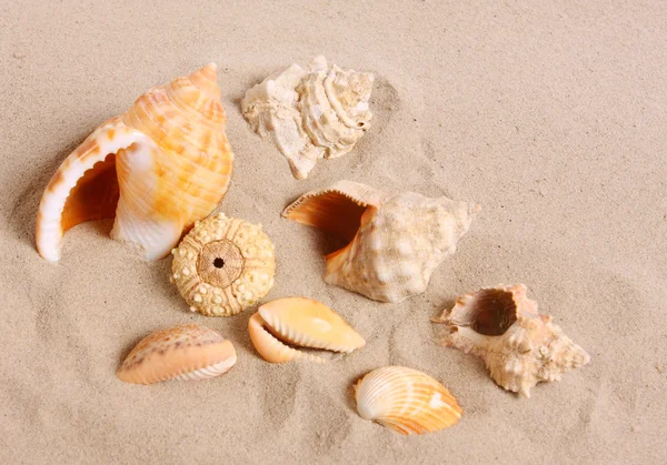 Conch Stock Photos, Royalty Free Conch Images | Depositphotos