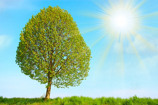 ᐈ A lime tree stock pictures, Royalty Free lime tree images | download ...