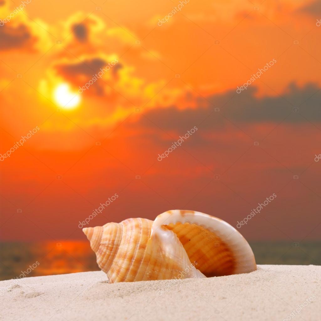 A conch shell on an tropical beach. — Stock Photo © vladvitek #33799677