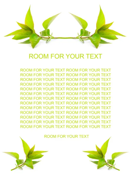 Tea tree Stock Photos, Royalty Free Tea tree Images | Depositphotos