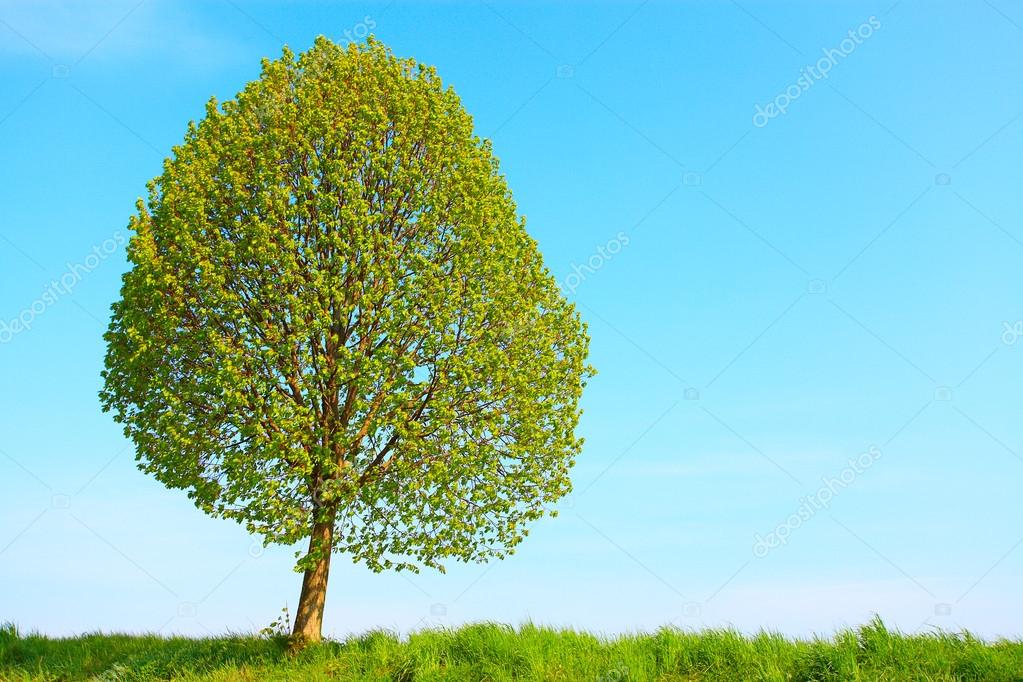 Small-leaved Lime tree — Stock Photo © vladvitek #34562173