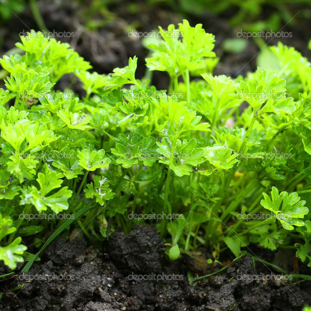 Färsk persilja — Stockfotografi © vladvitek #34562877