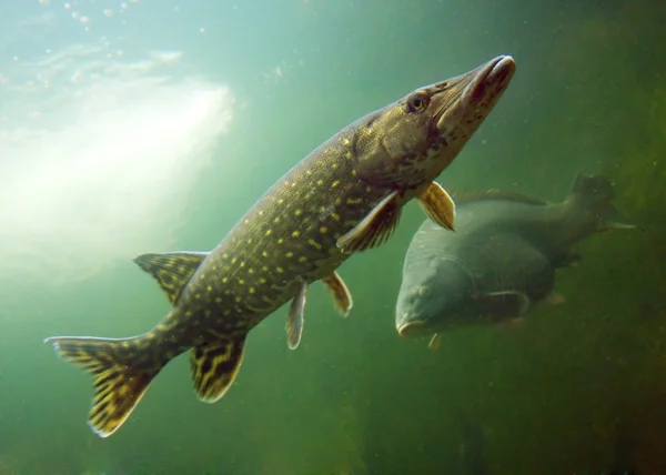 Northern Pike Wallpaper
