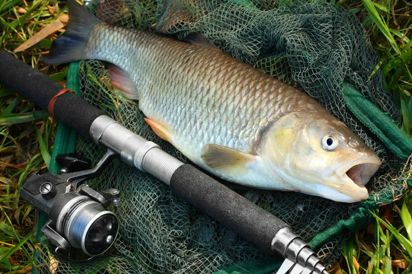 Cavedano Foto Stock, Cavedano Immagini | Depositphotos