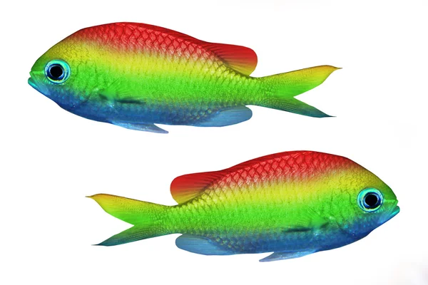 Tropical fish. Stock Photo by ©vladvitek 12711170