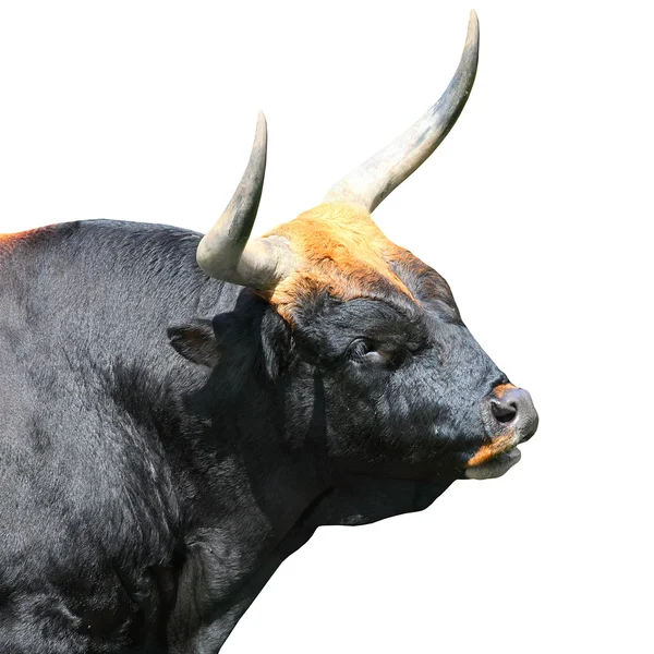 The Auroch also Urus - Bos Primigenius. Very rare wild European Buffalo ...