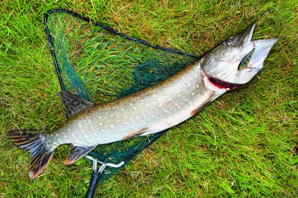 Northern pike fish Stock Photos, Royalty Free Northern pike fish Images ...