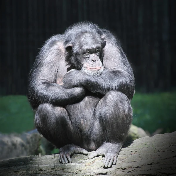 Ape Stock Photos, Royalty Free Ape Images | Depositphotos