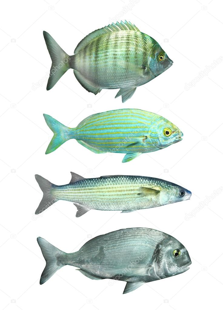 Collection of a mediterranean fish — Stock Photo © vladvitek #34671853