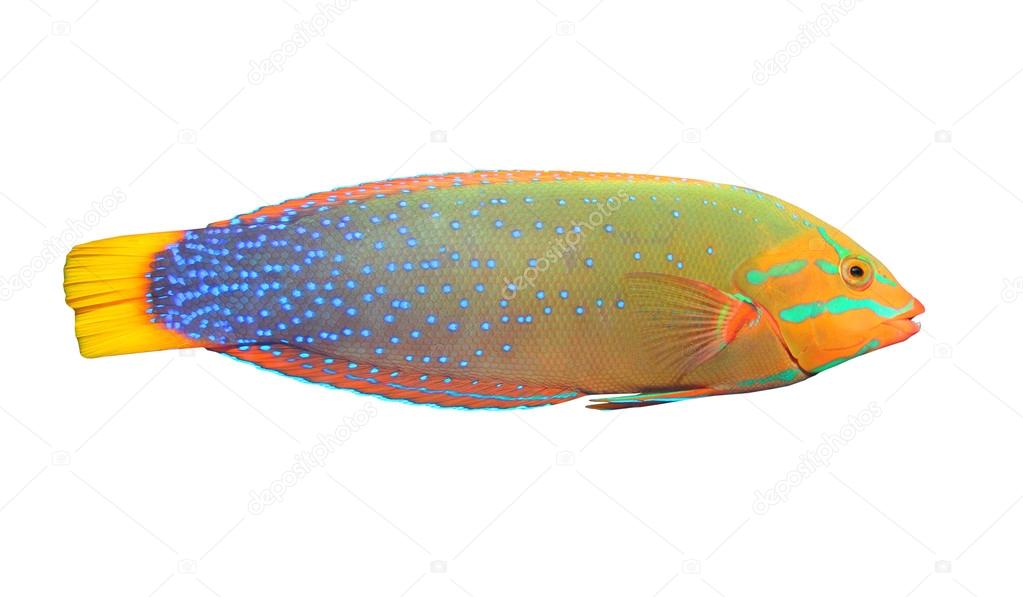The Green Wrasse - tropical fish Stock Photo by ©vladvitek 34672147