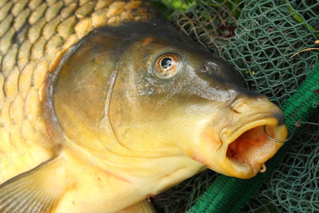 La carpa común (Cyprinus carpio) en la red de desembarque. 2023