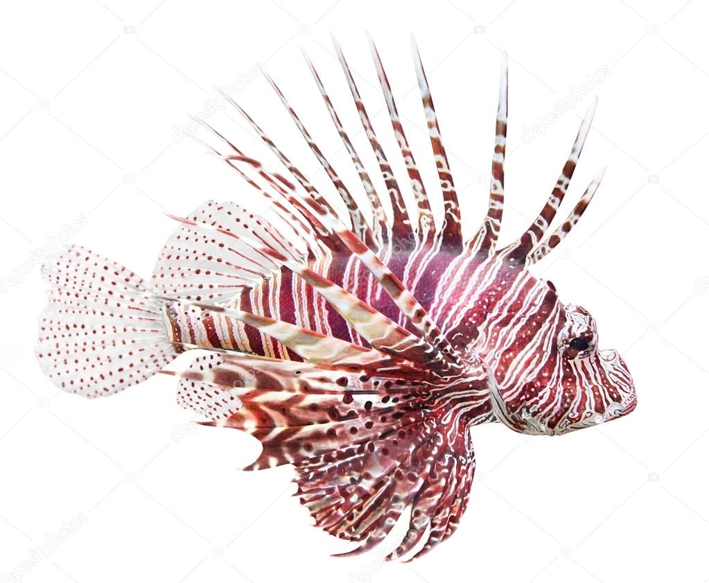 Tropical fish - The Red Lionfish (Pterois volitans) Stock Photo by ...