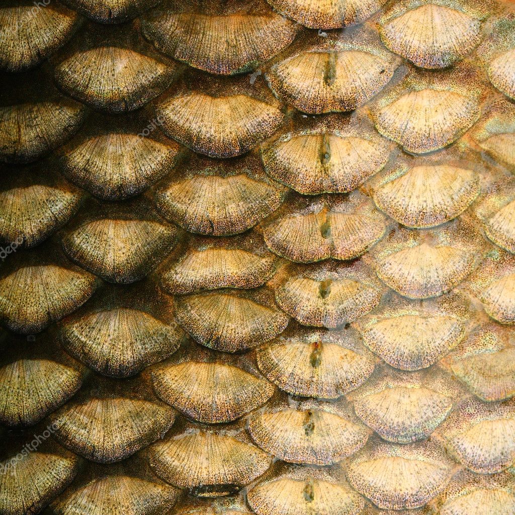 Escamas de pescado - de cerca .: fotografía de stock © vladvitek ...