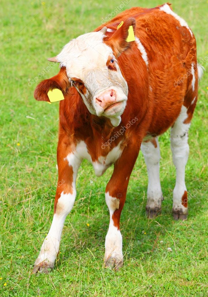 Cute calf cow on a rural meadows. Stock Photo by ©vladvitek 34675429