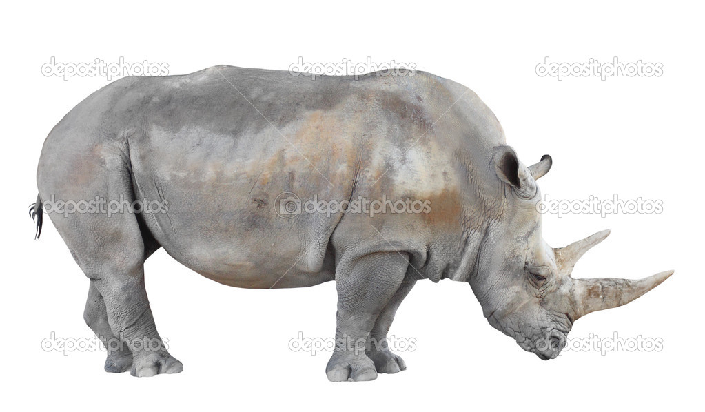 El rinoceronte blanco del norte, o rinoceronte de labios cuadrados del ...