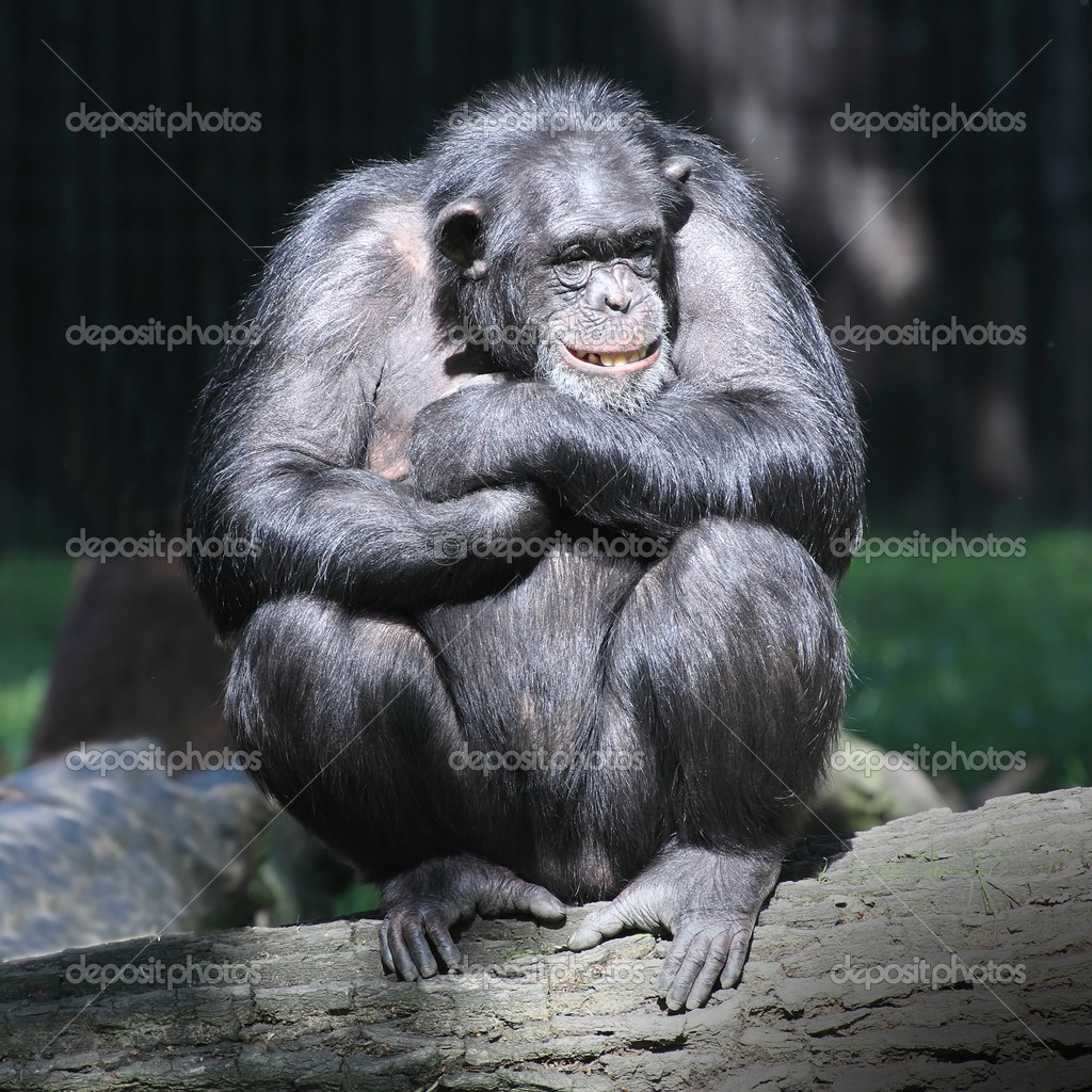 Chimpanzee Smiling