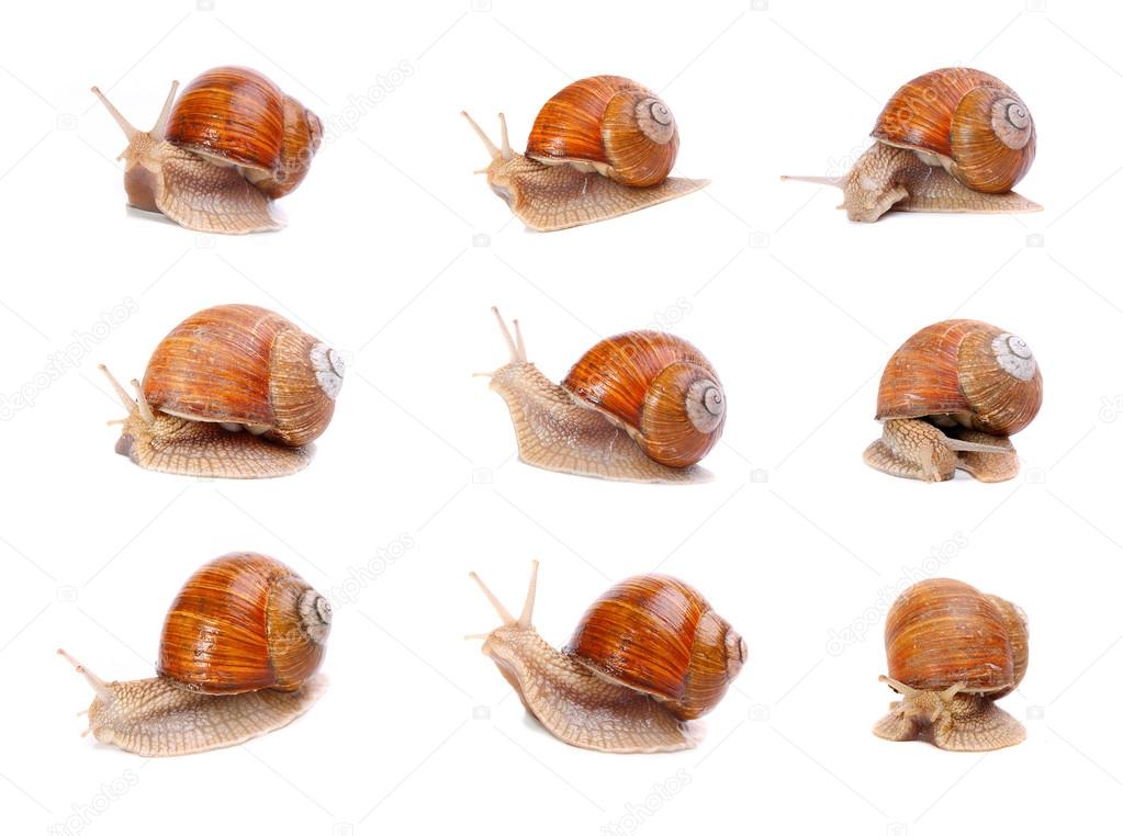 Collection of a garden snails — Stock Photo © vladvitek #34677585