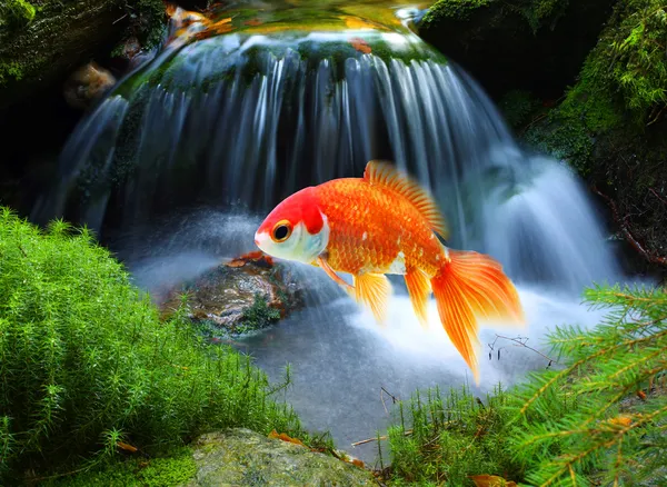 Poisson rouge Stock Photos, Royalty Free Poisson rouge Images ...