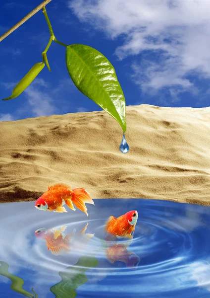 Gold fish jumping Stock Photos, Royalty Free Gold fish jumping Images ...