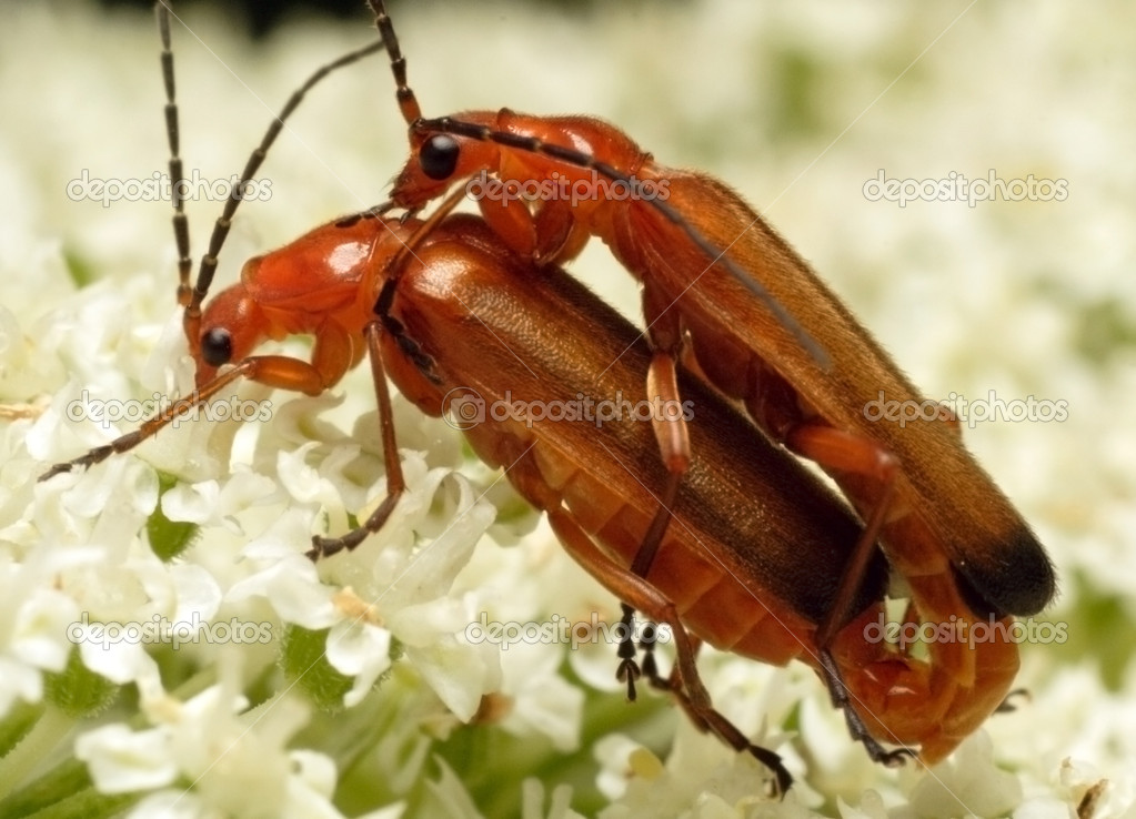 Insect Copulation — Stock Photo © vladvitek #35435197