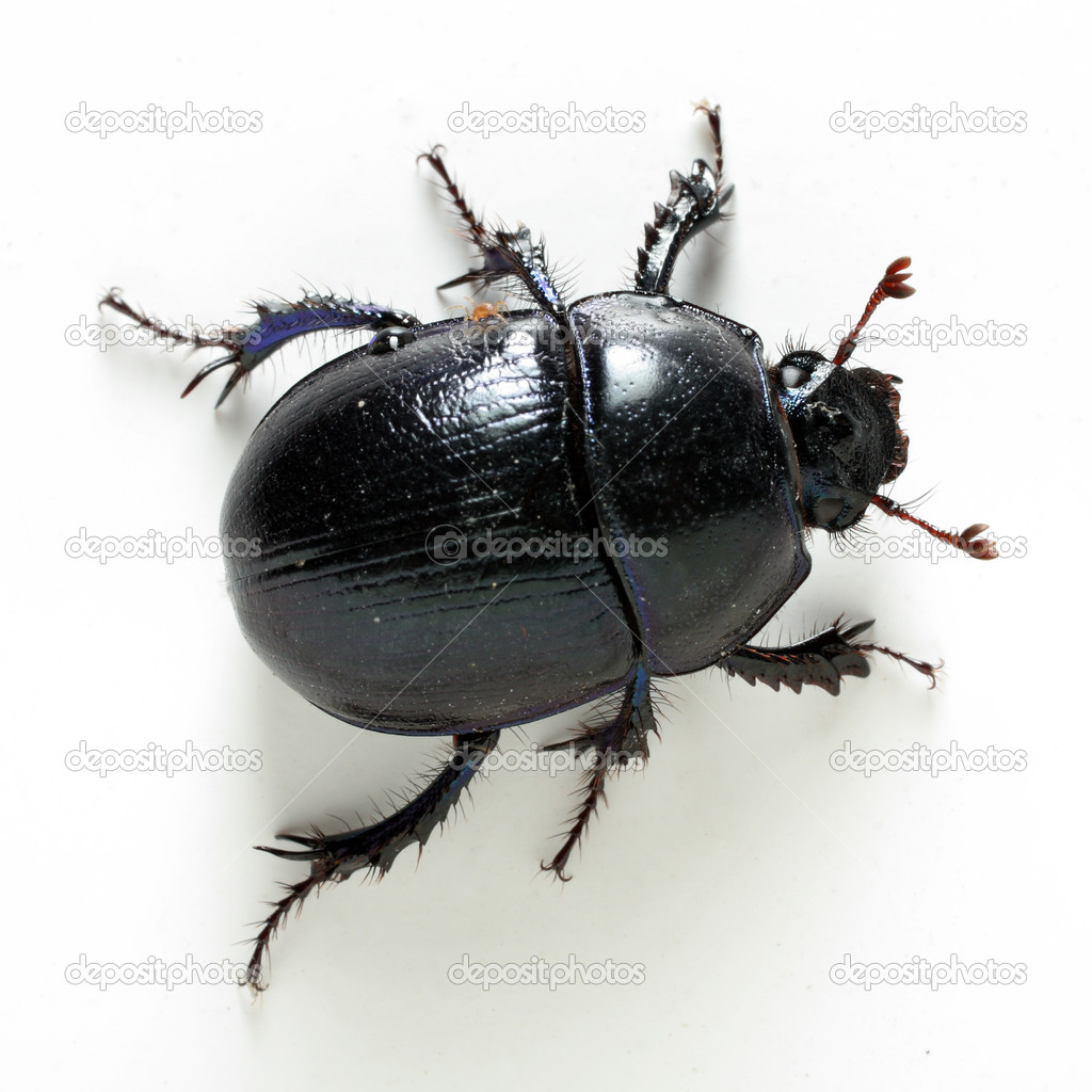 Dung-beetle closeup Stock Photo by ©vladvitek 35439839