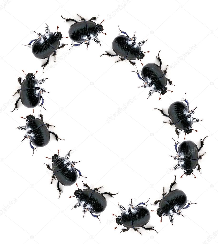 Beetle background Stock Photo by ©vladvitek 35439867