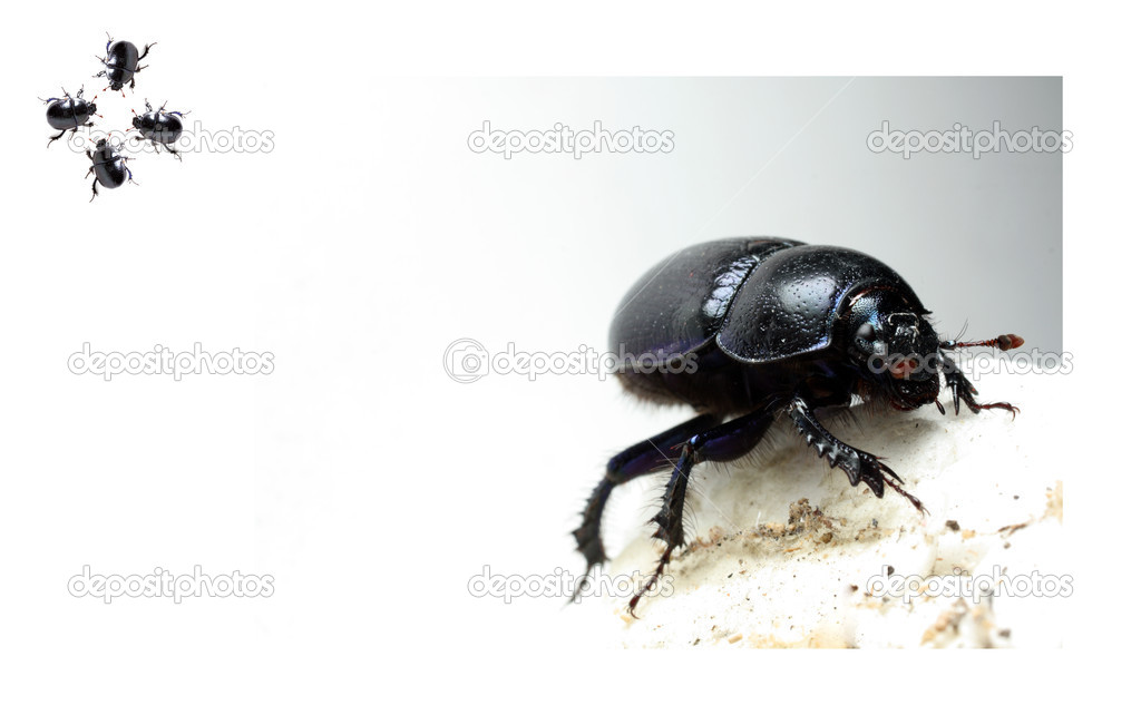 The Scarabaeus Stock Photo by ©vladvitek 35439883