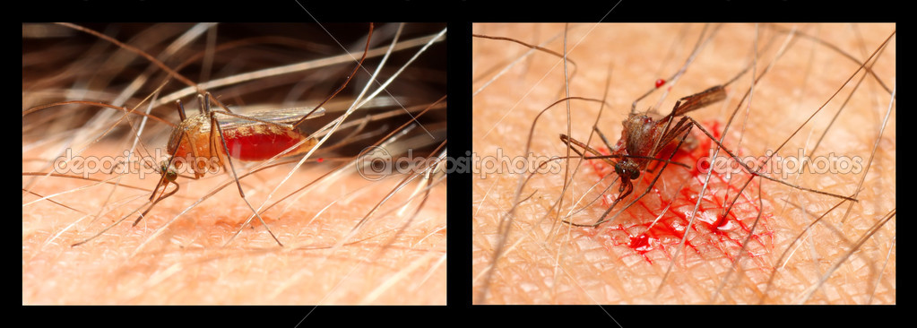 ᐈ Female anopheles mosquito stock photos, Royalty Free anopheles photos | download on Depositphotos®